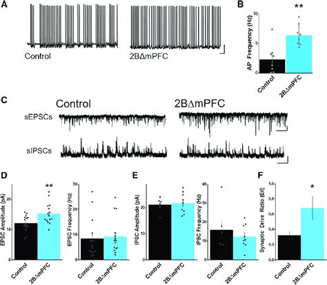 Layer 3 Pyramidal Neurons Lacking Glun2b Receive Enhanced Excitatory Download Scientific