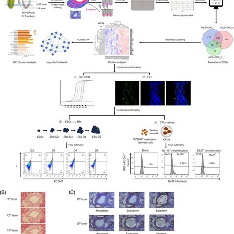 Spatial Transcriptomic Profiling To Screen Mesoderm Degs And Identify Download Scientific