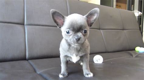 იყიდება ჩიხუახუას ლეკვი გოგო შოუ კლასი Youtube