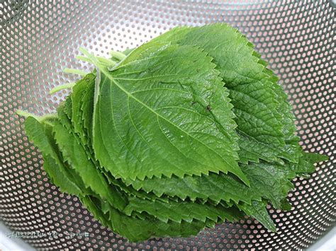 깻잎찜 만드는법~ 전자레인지 깻잎요리