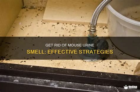 Get Rid Of Mouse Urine Smell Effective Strategies Medshun
