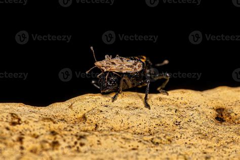 Adult True Weevil With An Adult Lace Bug On The Back 13070618 Stock