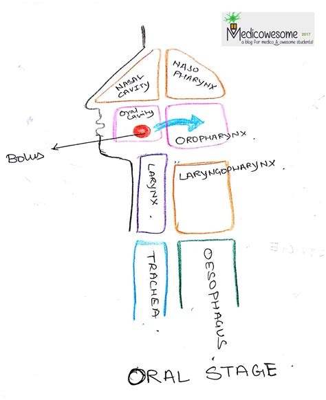 Medicowesome Deglutition