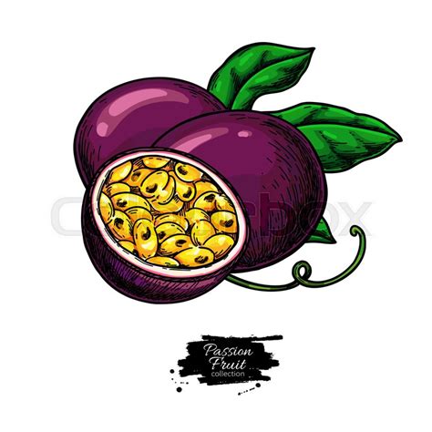 Passion Fruit Vector Drawing Hand Stock Vector Colourbox