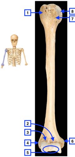 L Lab Upper Limb Appendicular Skeleton Flashcards Quizlet