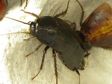 Oriental Cockroaches Control Identify Cockroaches