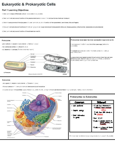 MSC Topic Structure Function Of Cells Notes Part Learning Objectives Describe The