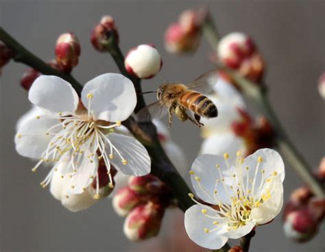 포토 매화에서 꿀 모으는 꿀벌