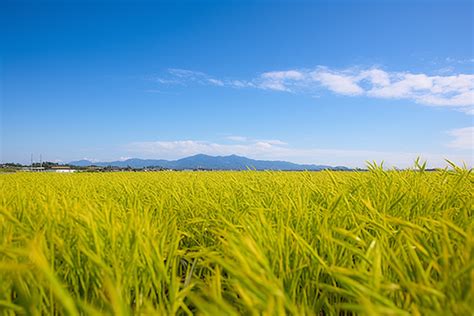 가을의 논 가을 목가적 인 논 풍경 고화질 사진 사진 하늘 배경 일러스트 및 사진 무료 다운로드 Pngtree