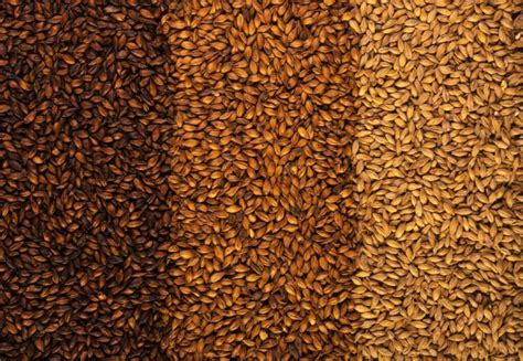 How The Malting Process Impacts Beer • The Growler Guys