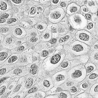 Nuclei Segmentation Download Scientific Diagram