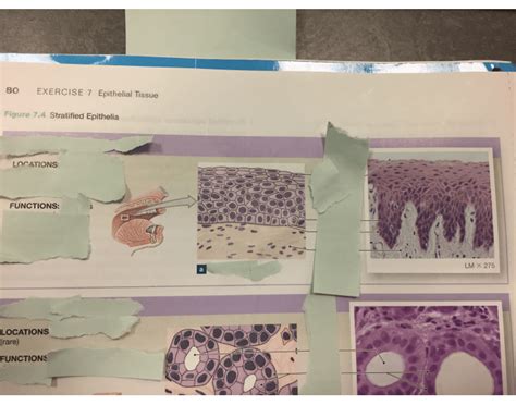 Stratified Epithelial Tissue Labeling Exercise