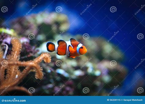 Clownfish Or Anemonefish On Sea Anemone Stock Image Image Of Waters