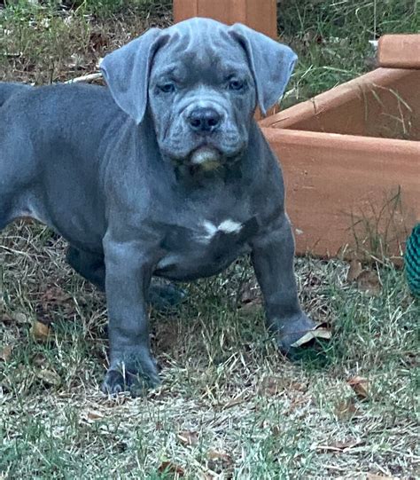 Blu Cheez Built Rytes