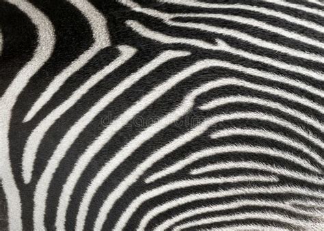 Zebra Stripe Background 3d Print Of Zebra Stripes Von Yanivkimhi