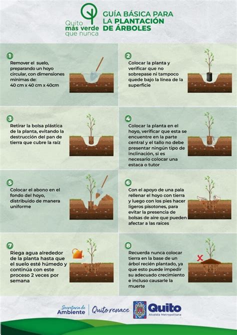 Ocho Pasos Para Plantar árboles En La Gran Jornada De Reforestación