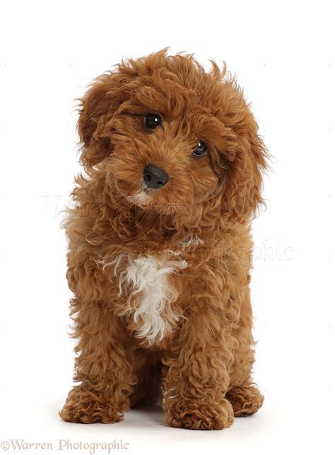 Dog Red Cavapoo Puppy Photo Wp46774
