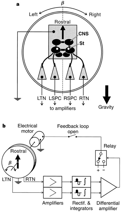 Control Of Spatial Orientation In A Mollusc Nature