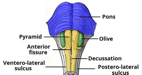Medulla Oblongata Function Location Structure And Summary