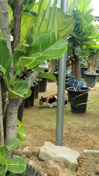 톰앤제리 Tom And Jerry Youtube