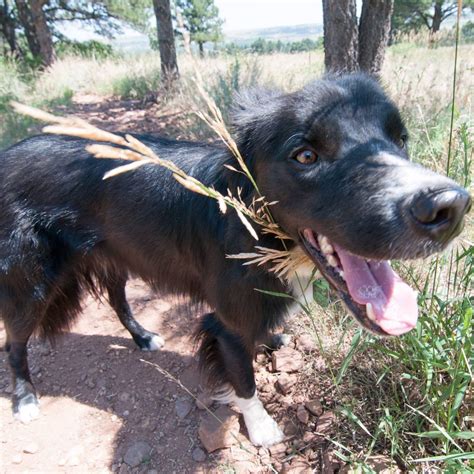 Scout Explorer Scout Explorer Extraordinaire