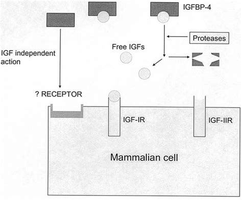 Schematic Representation Of Igfbp 4 And Its Interaction With Igf