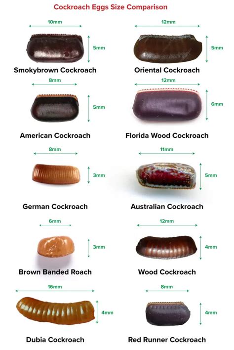 Cockroach Eggs Pictures And Facts Apb
