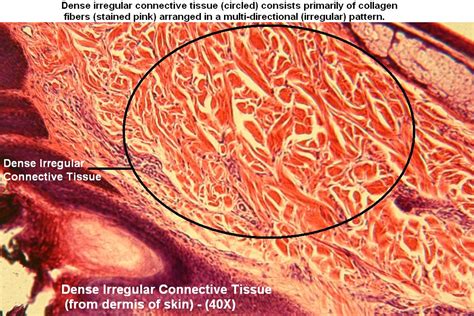 Dense Irregular Connective Tissue Skin