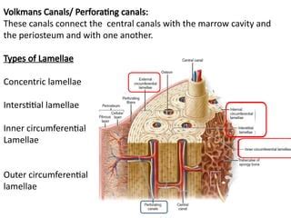 Copy Of Histology Of Bone Lecturepptx