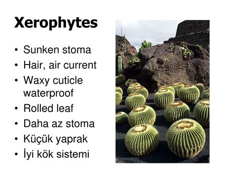 Ppt Leaves Form And Function Powerpoint Presentation Free Download Id 6044269