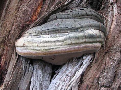 Bill Leithheads Fungi Pages Phellinus Sp 1