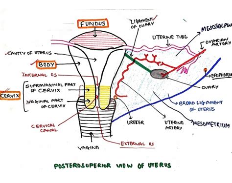 Uterus Anatomy