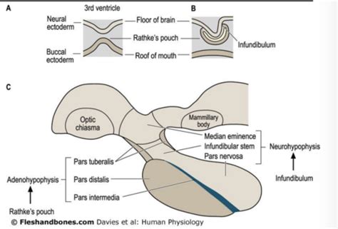 Lecture 3 Anterior Pituitary Flashcards Quizlet