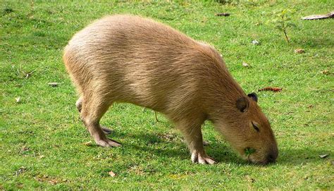 Капибара животное Описание особенности виды образ жизни и среда ...
