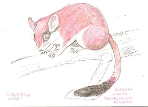 Животные из красной книги рисунки карандашом 13 фото