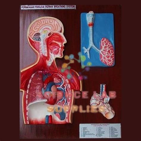 Human Breathing System China Manufacturers Suppliers And Exporters In China
