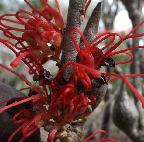 Flora Feature Xanthorrhoea Semiplana