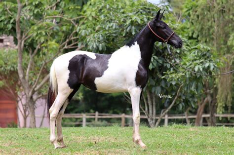 Bela 4 Vs Ponto Da Marcha