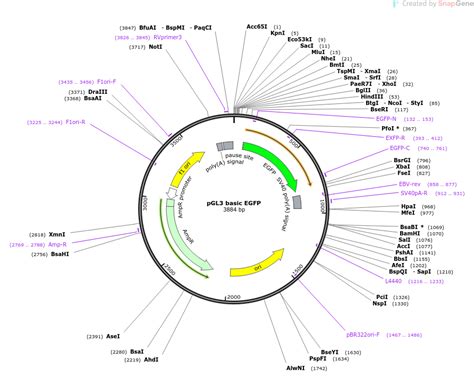 Addgene Pgl3 Basic Egfp