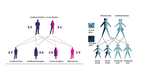 Basic Genetics For A Layman Short And Simple Wisethalamus