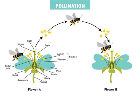 10 Diagram Showing Pollination With Flower Bee Stock Vectors And Vector Art Shutterstock