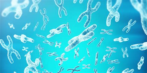 Research Breakthrough In Sex Chromosome Regulation Nordic Life