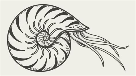 Nautilus Shell Illustration Art Vector Design Generative Ai Stock Vector Illustration Of