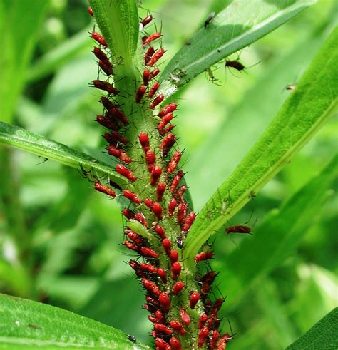 How To Control Aphids