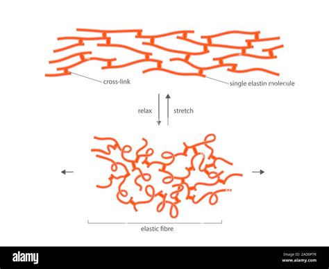 Structure Of Elastin Illustration Of The Structure Of The Protein
