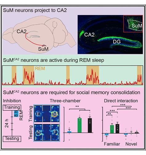 If 18 688【客户文章】neuron：陆军军医大学谌小维教授等团队揭示睡眠过程中巩固社交记忆的神经环路机制 知乎