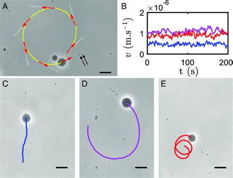 Propulsion Of Guvs Containing E Coli Cells A Trajectory Yellow
