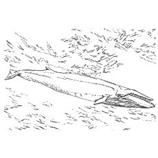 🎖 あなたの子供が愛する20の印刷可能なクジラのぬりえ