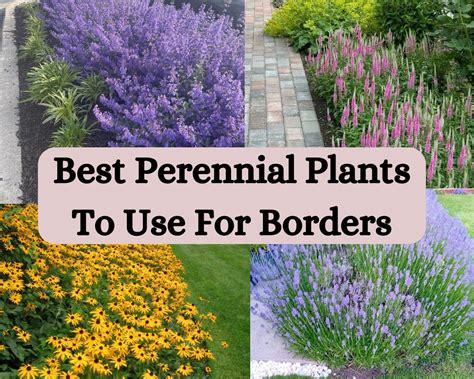20 Full Sun Perennials That Thrive In Heat And Drought