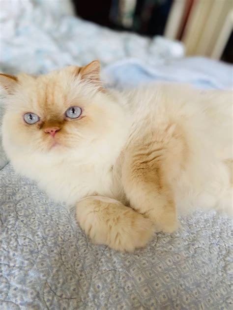 Leo Himalayan Flamepoint Cat